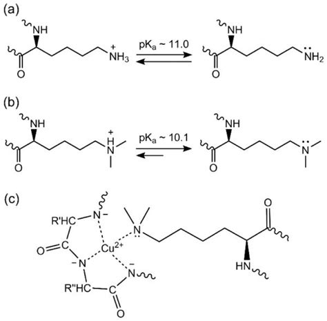 Evaluation Of Colorimetric Assays For Analyzing Reductively Methylated Proteins Biases And