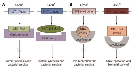 Antimicrobial Susceptibility Testing For Helicobacter Pylori In Times Of Increasing Antibiotic