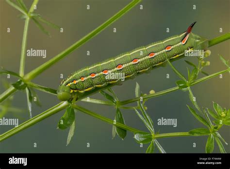 Bedstraw Hawk Moth Gallium Sphinx Caterpillar Labkrautschwärmer