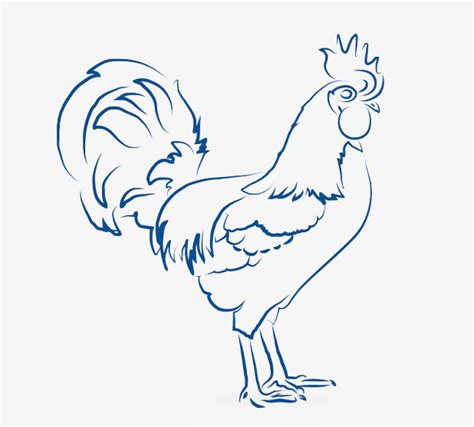 Sketch Lines Cock Cock Line Sketch PNG Transparent Image And Clipart For Free Download