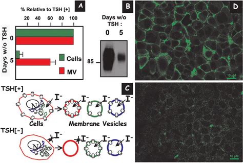 Tsh Effects On Nis Expression And Function In Thyroid Cells A I