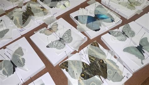 Butterfly Pinning 101 Lewis Ginter Botanical Garden