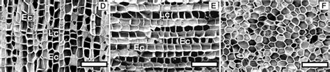 Transverse Ad Radial Be And Tangential Cf Sections Of Q
