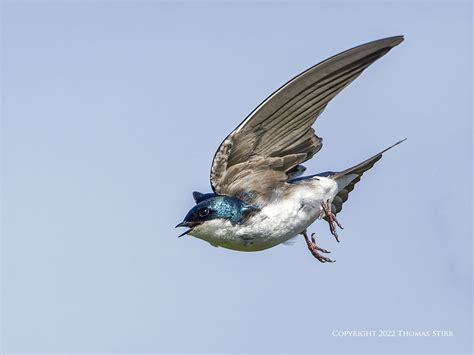 Working Around Rolling Shutter Small Sensor Photography By Thomas Stirr