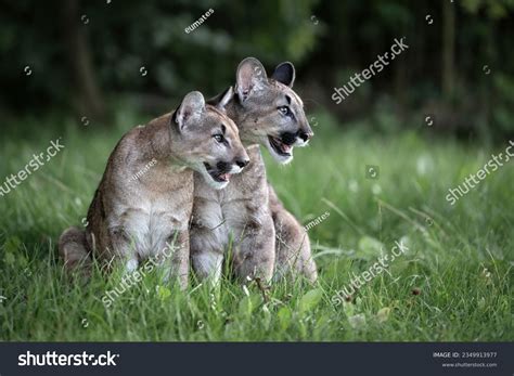 Women Cougar And Kittens