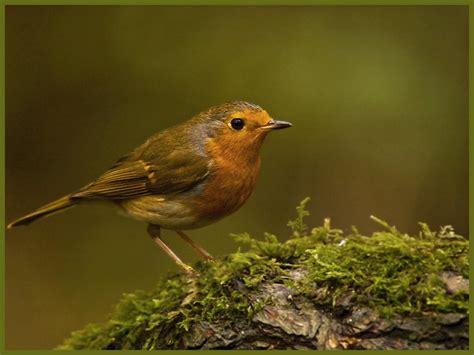 Robin My First Robin Of The Season Hopefully More To Come Flickr