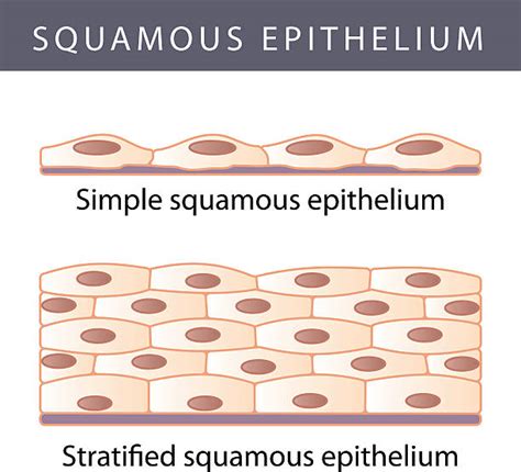 Simple Squamous Epithelium Diagram