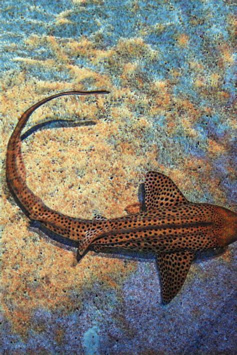 Zebra Shark Facts