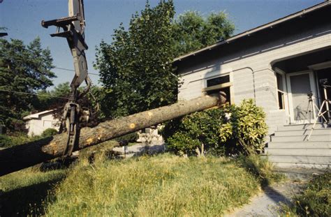 Living With A Log Hugh Pocock