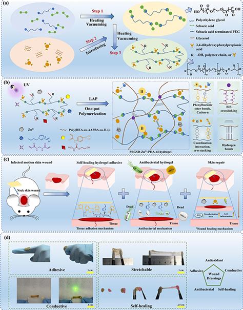 西工大王文智 西安交大郭保林、赵鑫团队 Cej：多键交联的抗菌、导电和抗氧化水凝胶粘合剂用于mrsa感染的运动皮肤伤口愈合 中国聚合物网科教新闻