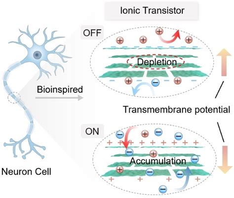Bio‐inspired Two‐dimensional Nanofluidic Ionic Transistor For Neuromorphic Signal Processing