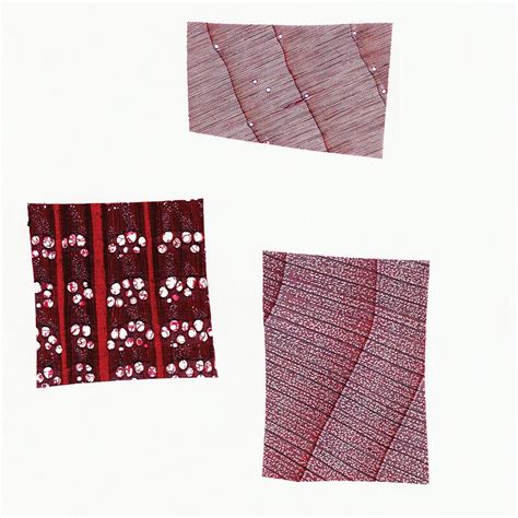 Wood Cells Xylem Microscope Slides