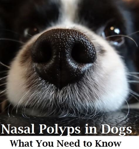 Dog Nasal Polyps And Their Removal Dog Discoveries
