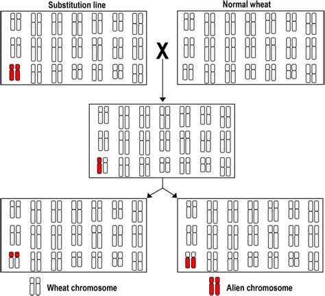 The Double Monosomic Method Use To Induce Crobts A Euploid Cultivar Is Download Scientific