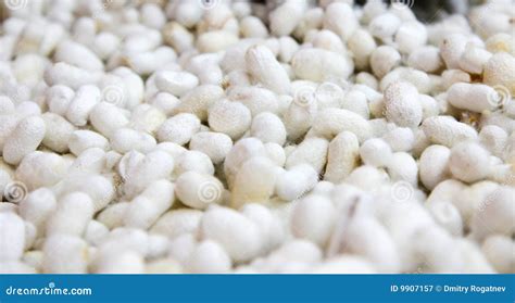 De Cocons Van De Zijde Stock Afbeelding Image Of Cocon 9907157