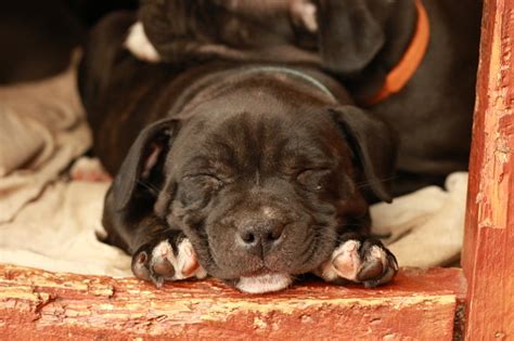 귀여운 젊은 작은 7 주 된 순종 호주 스태퍼드 셔 테리어 새끼 자고 그들의 가족 홈 개 사육장에서 화창한 오후에 휴식을 꿈꾸고 호주 0명에 대한 스톡 사진 및 기타 이미지