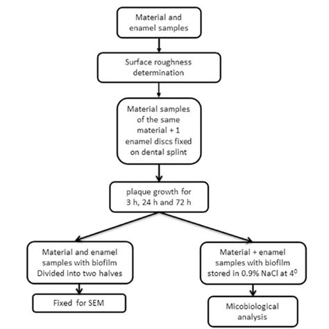 Graphic Depiction Of The Experimental Procedure Download Scientific