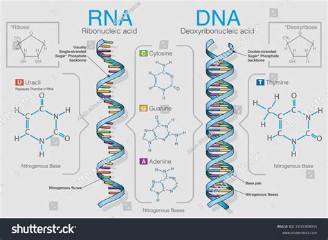 Dna Structure Diagram Labeled