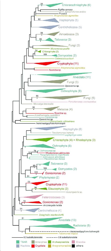 Hccs Phylogeny The Maximum Likelihood Ml Tree Inferred From Hccs