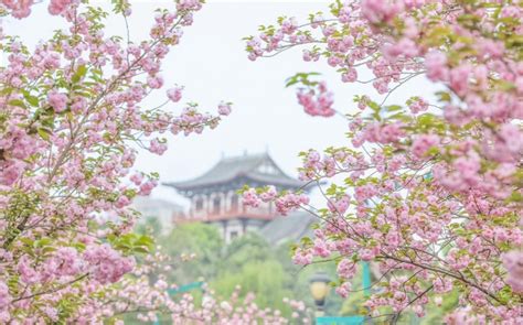 数十种樱花竞相绽放 青白江凤凰湖樱花海等你打卡春游四川④ 四川在线