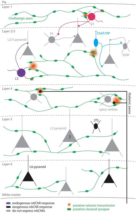 Nicotinic Signaling In The Cortex Colored Cells Represent Cell Types Download Scientific