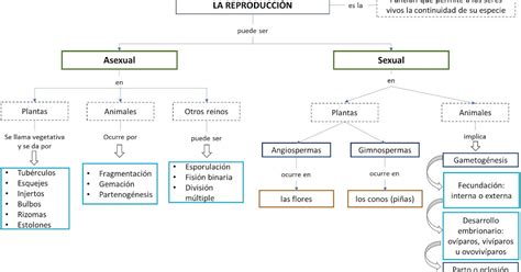 Ciencias 8° Semana N° 4 Comparación De Los Tipos De Reproducción