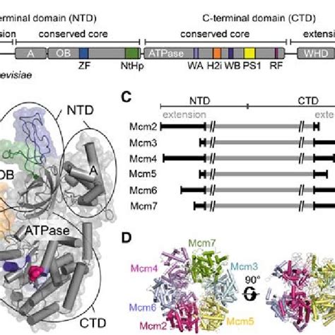 Origin Recognition A The Domain And Structural Organization Of Orc