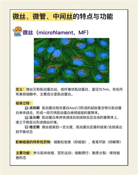 细胞骨架的三大组件：微丝、微管与中间丝