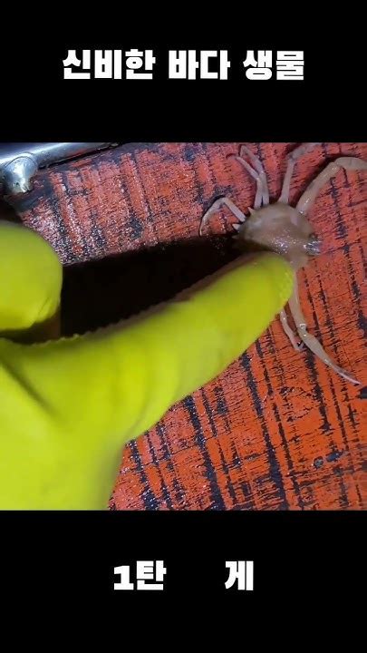 신비한 바다 생물 1탄 게 이런 게 보신적있나요 이름을 아시면 댓글 남겨주세요 Youtube