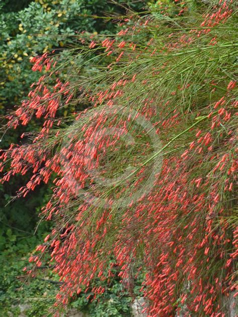 Russelia Equisetiformis Coral Plant Horse Tails Fountain Bush