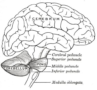 Cervelletto Cerebellum Qwe Wiki