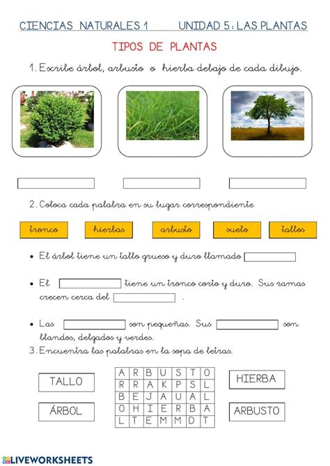 Tipos De Plantas Ficha Interactiva