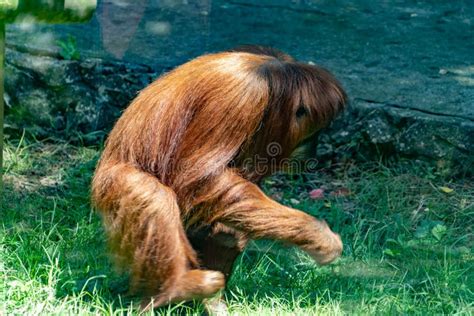 Primate In A Zoo Stock Image Image Of Beautiful Beauty 161218087