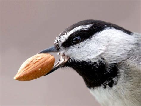 Online Bird Guide Bird Id Help Life History Bird Sounds From Cornell