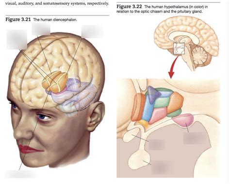 Diagram Of Diencephalon Quizlet