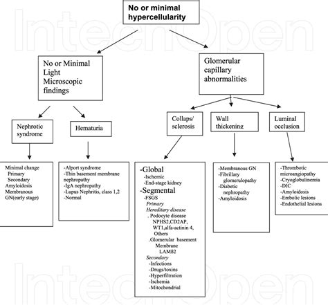 Figure 5 From Diagnostic Algorithms In Renal Biopsy Interpretation