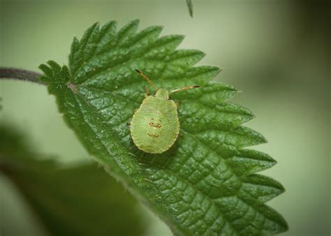 Id Guide Shieldbugs And Allies British Naturalists Association