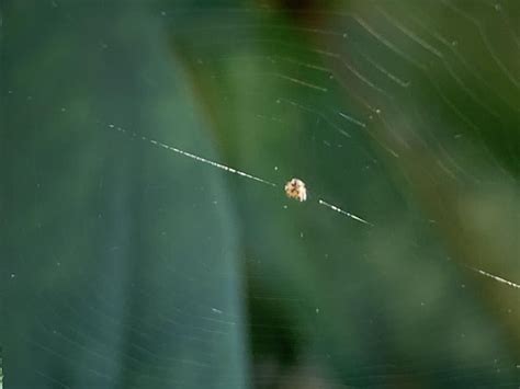 Tiny Web For A Tiny Spider R Spiders