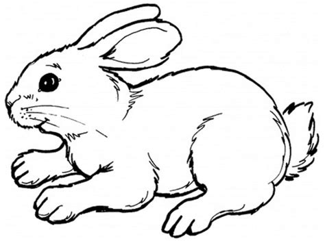 30 Gambar Sketsa Kelinci Yang Mudah Terlengkap Rabbit Colouring In
