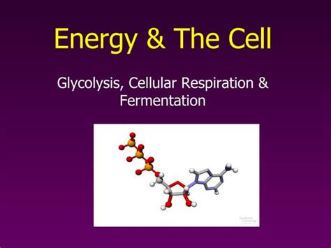 Cellular Respiration Powerpoint Ppt