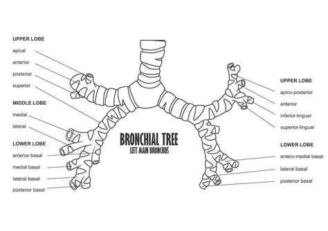 Bronchial Tree Left Main Bronchus Human Anatomy Vector Illustration