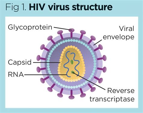 Aids Virus Diagram