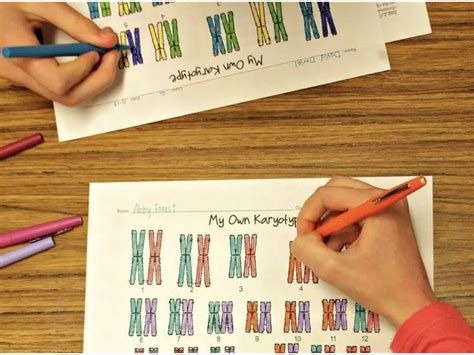 Karyotyping Definition Steps Procedure And Applications Genetic Education