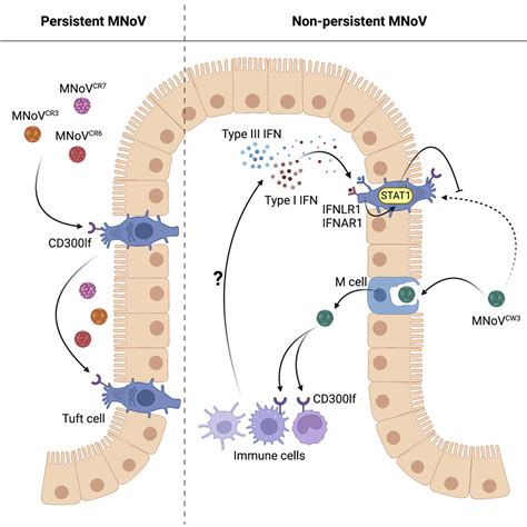 Tuft Cell Intrinsic And Extrinsic Mediators Of Norovirus Tropism