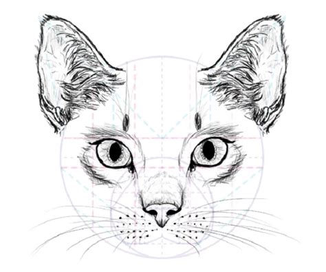 Как Нарисовать Морду Кота 57 Фото