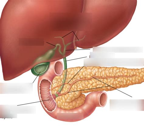 Biliary System Diagram Quizlet