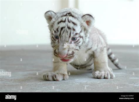 White Tiger Cubs With Blue Eyes