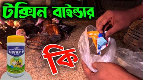 ব্রুডিং এ মুরগির বাচ্চা থাকবে ভালো ।।দেশি মুরগি পালন পদ্ধতি ।। মায়া বাংলা Bd Youtube