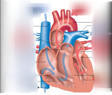 Part2 Diagram Quizlet