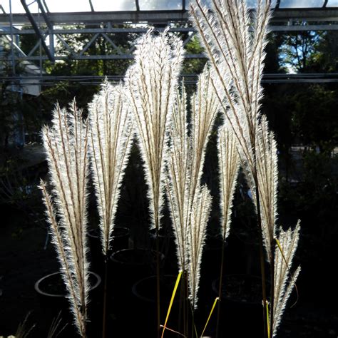 Ornamental Grasses Garden Barn
